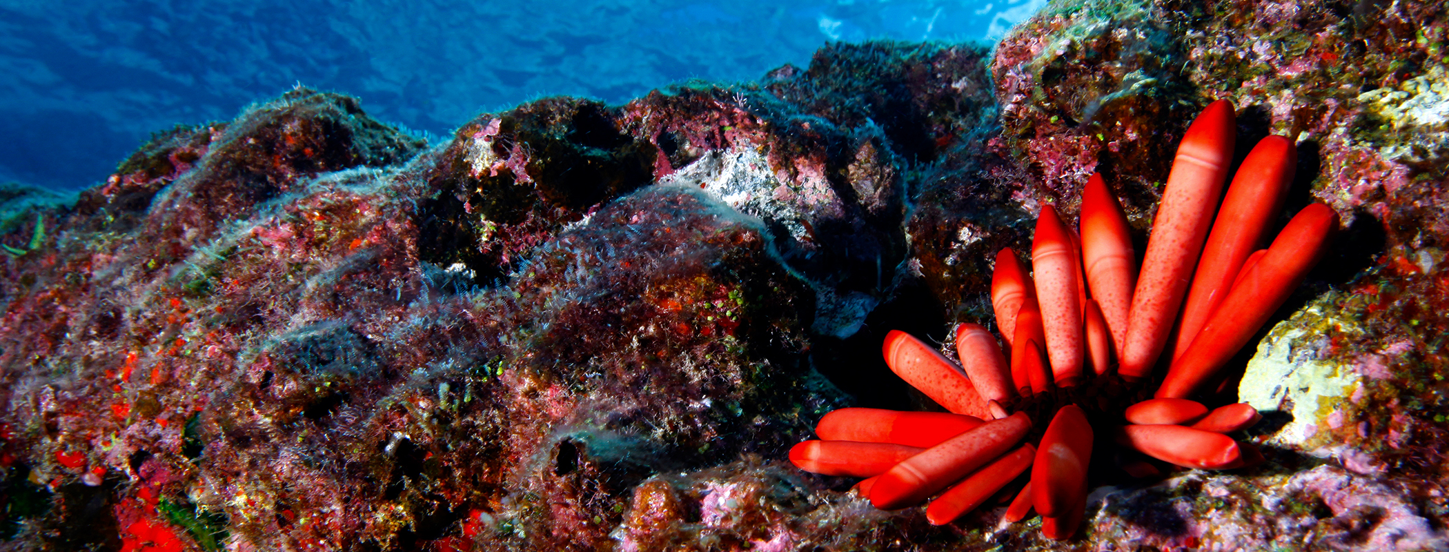 The Ocean Foundation